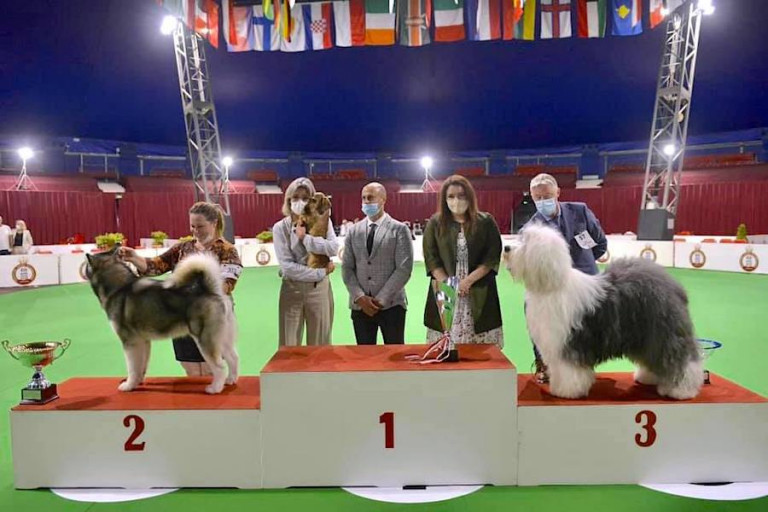International Dog Show attracting “top dogs” - Monaco Life
