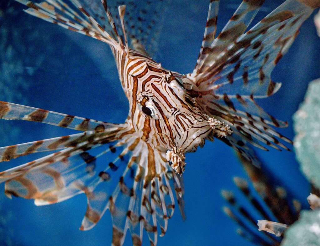 Impending invasion: "Lionfish will be swimming in front of the ...