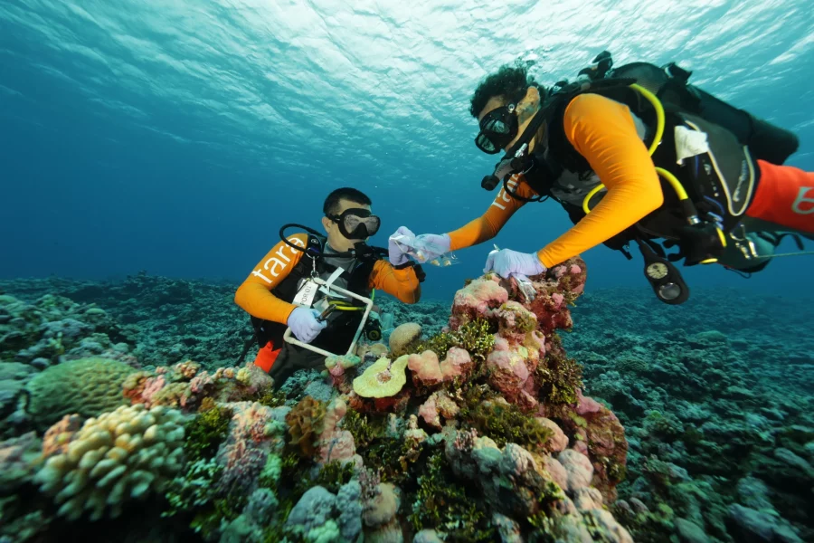 CSM's Denis Allemand speaks on ambitious project to study coral reefs ...