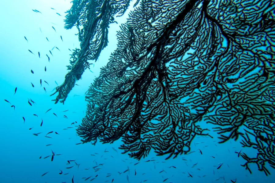 CSM's Denis Allemand speaks on ambitious project to study coral reefs ...